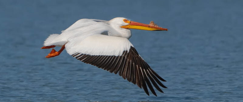 British Columbia: Bird Watching and Photography Tour - Why This Tour Might Be Perfect for You