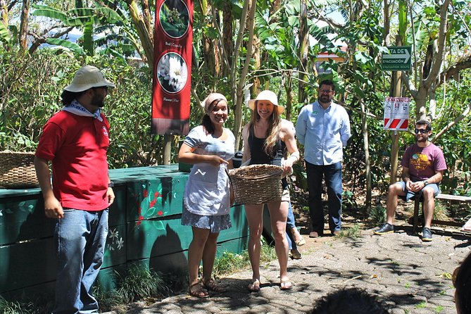 Britt Coffee Tour From San José - Practical Information and Tips