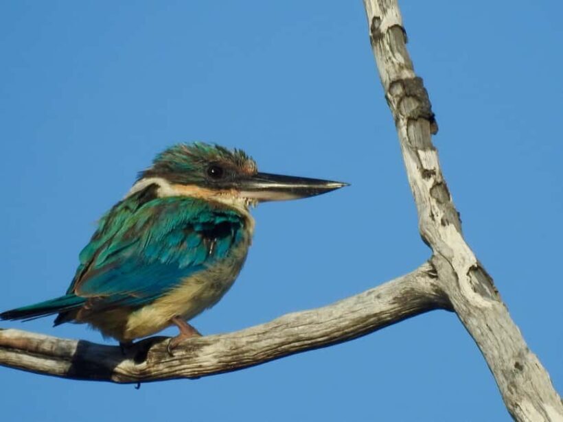 Broken Head: Nature Reserve Guided Eco-Tour with Beach Visit - What Makes This Tour Special?