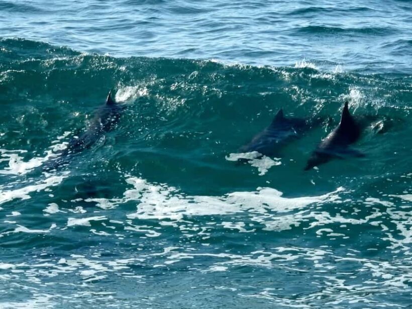 Broken Head: Nature Reserve Guided Eco-Tour with Beach Visit - Authentic Encounters & Guided Expertise