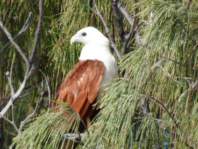 Broken Head: Nature Reserve Guided Eco-Tour with Beach Visit - Practical Details & Tips
