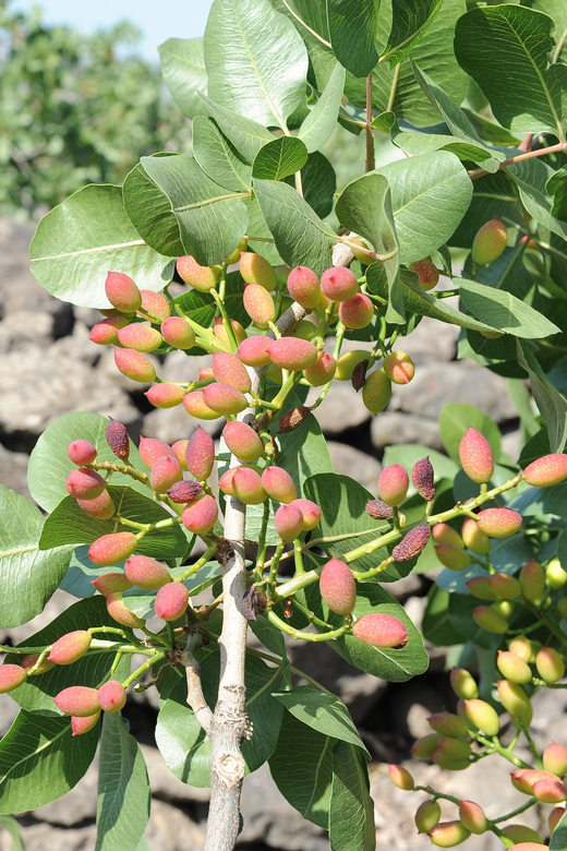 Bronte: Tour e degustazione nelle piantagioni di pistacchi - Why This Tour Is a Great Choice