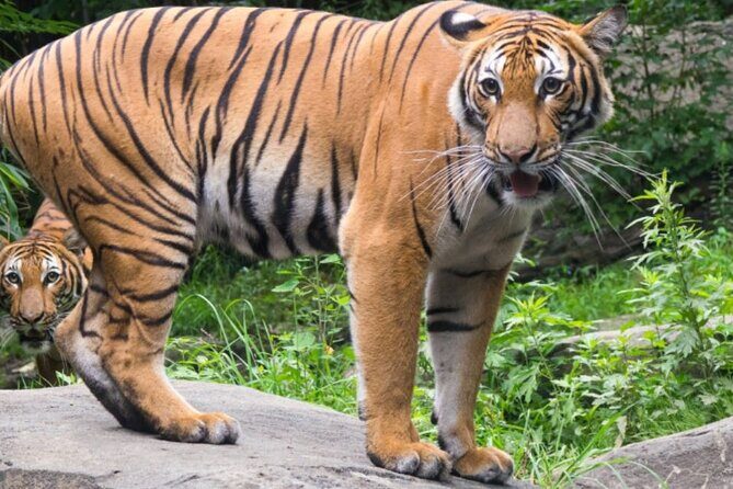 Bronx Zoo Admission Ticket - The Practicalities of Visiting the Bronx Zoo