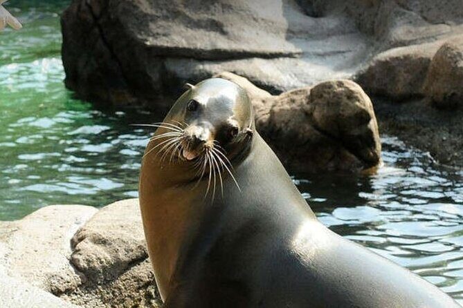 Bronx Zoo Admission Ticket - Weather and Visiting Tips