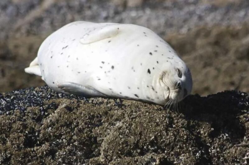 Brookings: Chetco River Kayak Tour - The Itinerary and What to Expect