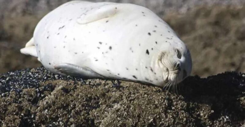 Brookings: Chetco River Kayak Tour - Wildlife and Scenic Highlights