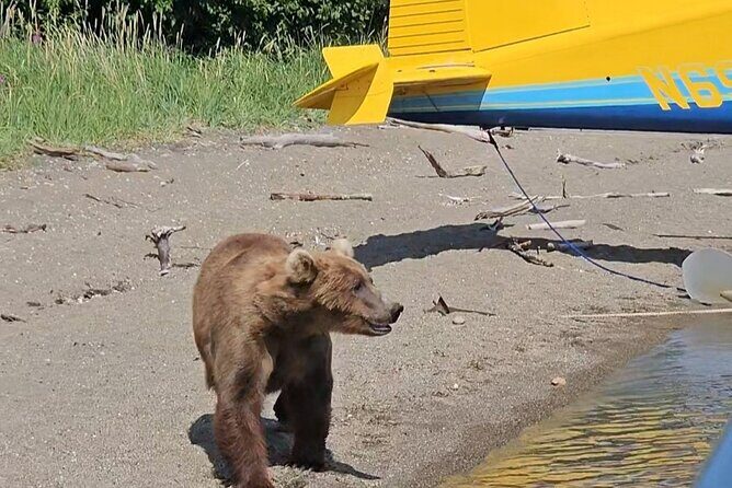 Brooks Falls Bear Viewing - Who Is This Tour Best For?