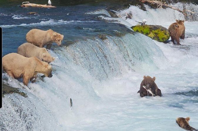 Brooks Falls Bear Viewing - FAQs
