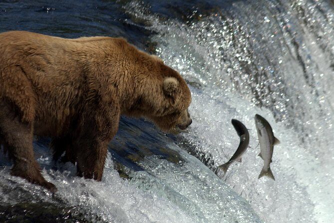 Brooks Falls Katmai Bear Viewing in a Float Plane - Cost and Value: Is It Worth It?