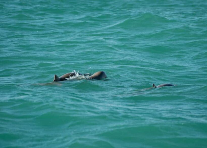 Broome Cruise & Catch: Mud Crab Adventure & Wildlife Cruise - Analyzing the Value