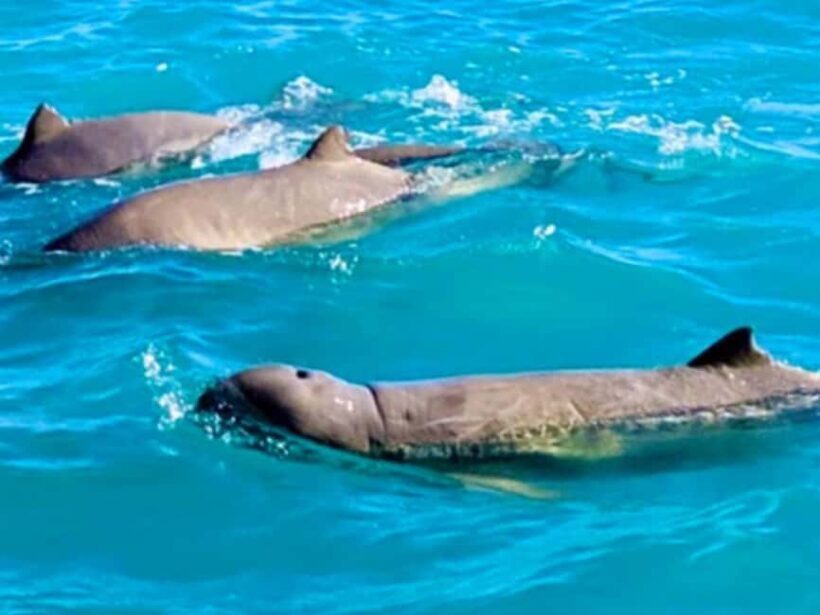 BROOME: Eco Cruise -With Beer, Wine and Gourmet Platters - Key Points