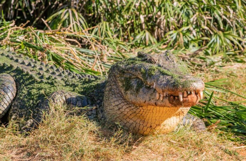 Broome: Malcolm Douglas Crocodile Park Tour with Transfers - In The Sum Up