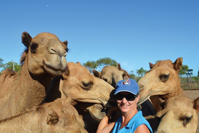 Broome Pre-sunset Camel Tour 30 minutes - FAQ