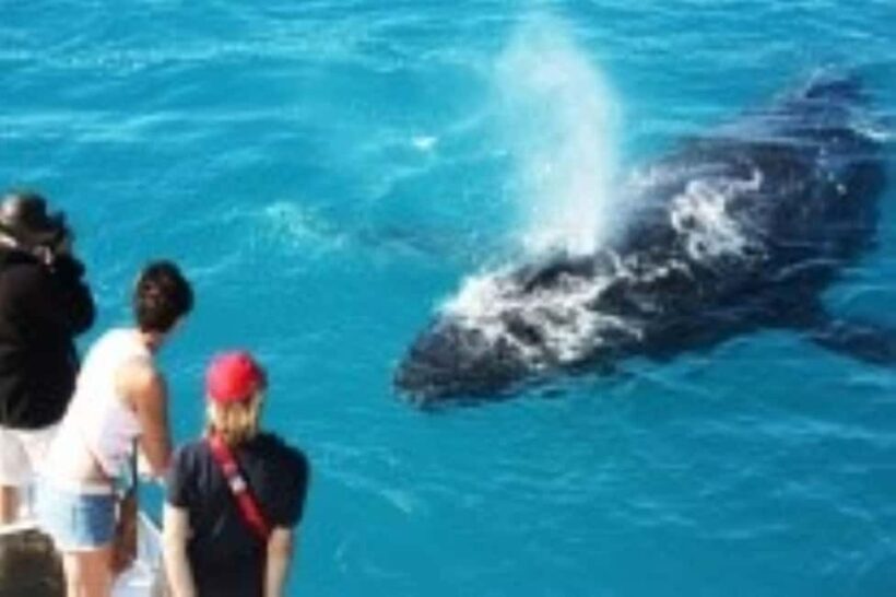 Broome: Whale Watching & Sunset Cruise - A Detailed Look at the Broome Whale Watching & Sunset Cruise
