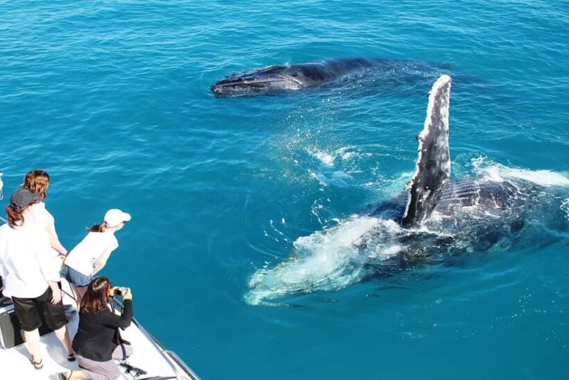 Broome: Whale Watching & Sunset Cruise - Analyzing the Value