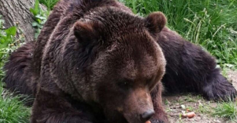Brown Bear Sanctuary, Bran Castle & Rasnov Fortress Day Tour - The Brown Bear Sanctuary: Rescued Giants