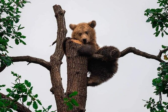Brown Bear Sanctuary Tour from Brasov Entrance Ticket Guaranteed - Why This Tour Matters