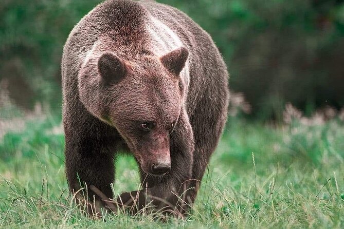 Brown Bear Sanctuary Tour from Brasov Entrance Ticket Guaranteed - FAQ