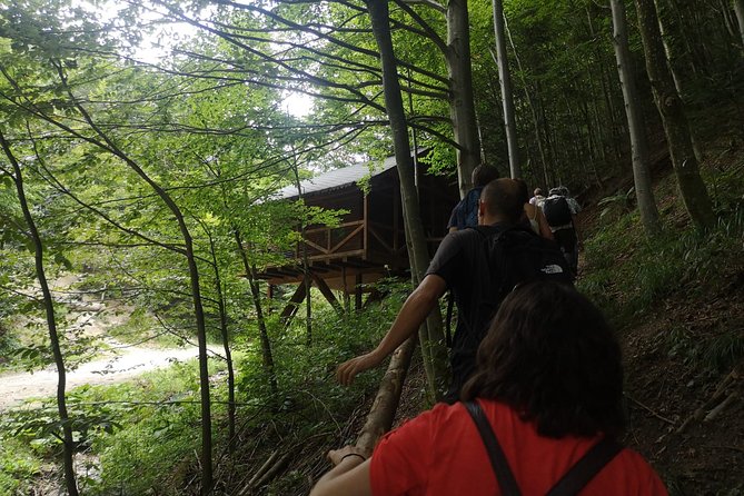 Brown Bears in the Wild, No Fence - A Closer Look at Brown Bears