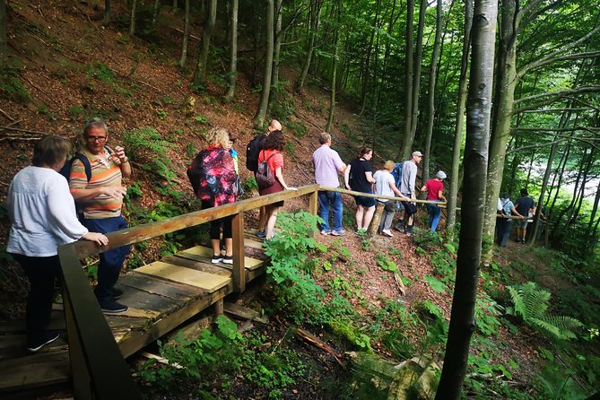 Brown Bears in the Wild, No Fence - Observing Wildlife Behavior