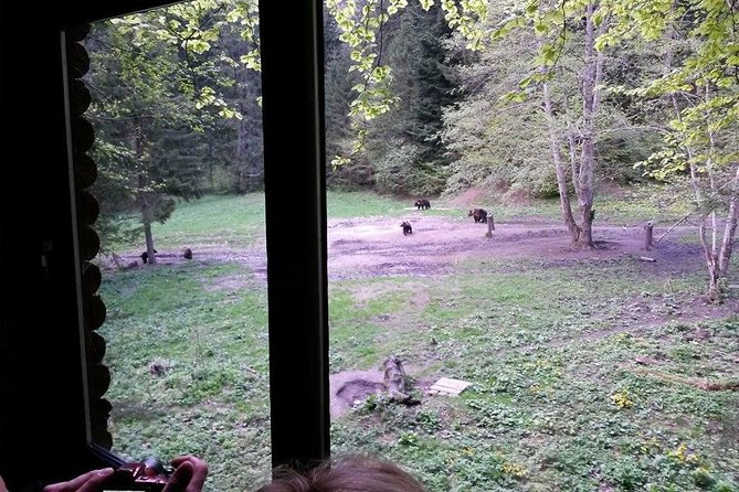 Brown Bears in the Wild, No Fence - From the Hide: Spotting Bears and More