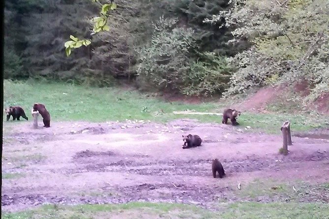 Brown Bears in the Wild, No Fence - Navigating the Excursion