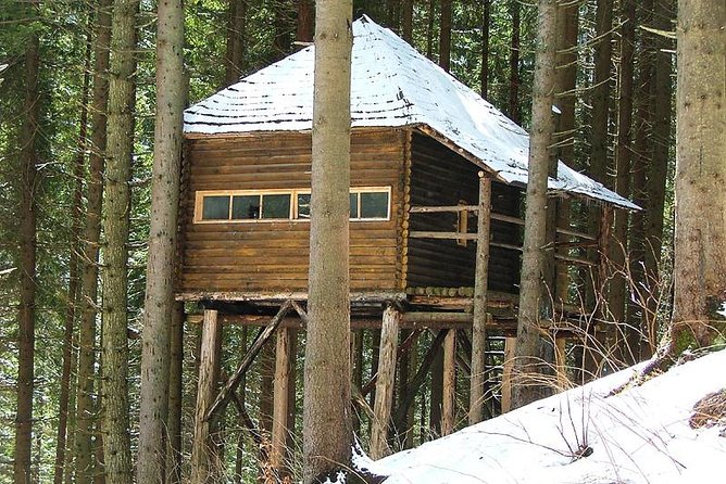 Brown Bears in the Wild, No Fence - Guests Perspectives