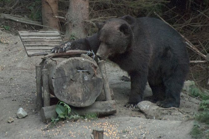 Brown Bears in the Wild, No Fence - Responsible Wildlife Viewing