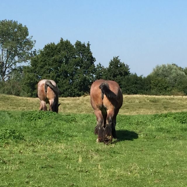 Bruges: Flatlands Guided Bike Tour - A Detailed Look at the Experience
