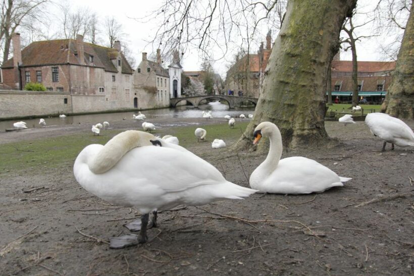 Bruges: Private Interactive Trivia City Tour - Introduction: A Fresh Take on Bruges
