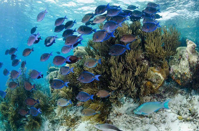 Brunch & Snorkel Catamaran Tour - Authentic Insights from Recent Reviewers