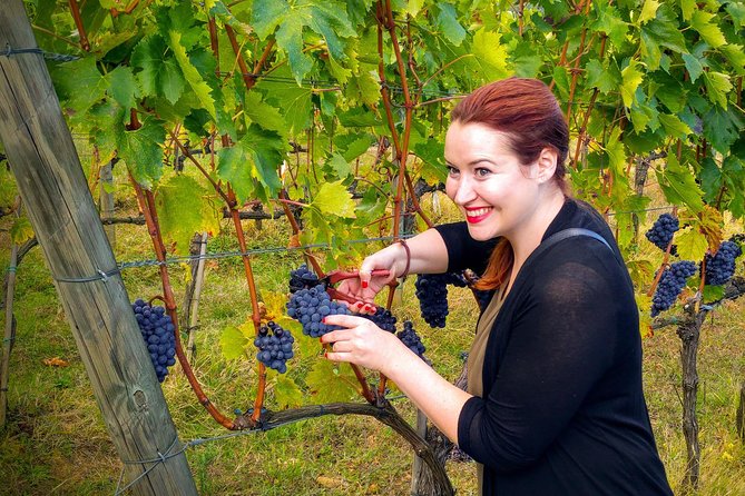 Brunello and Nobile, Wine Lover Tour Montalcino and Montepulciano - Discovering Montalcino