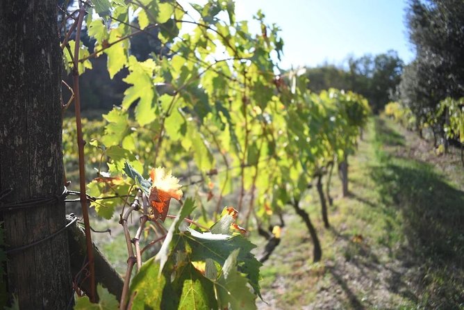 Brunello Vineyards Bus Tour - Highlights of the Experience