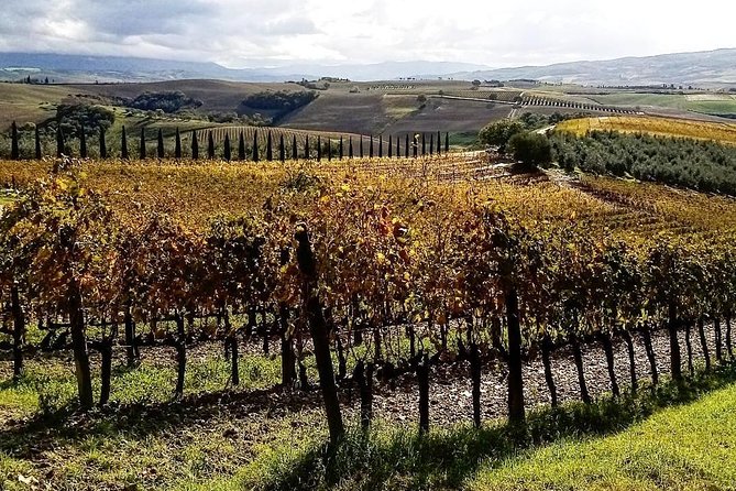 Brunello Wine Tour and Val D'Orcia Landscape - Authenticity and Value for Money