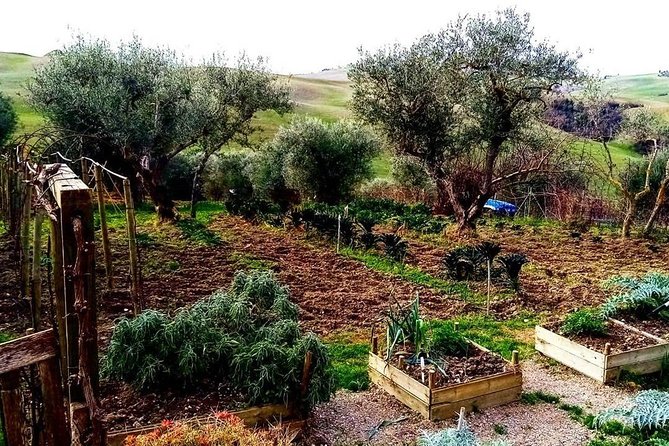 Brunello Wine Tour and Val D'Orcia Landscape - Practical Details and Considerations