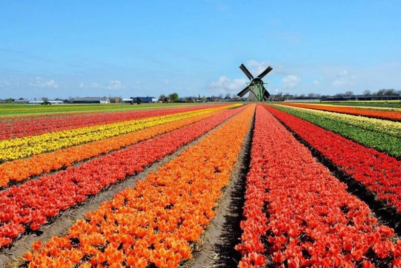 Brussels: Keukenhof, Tulips, and Delft Day Trip - The Itinerary: What to Expect on This Day Trip