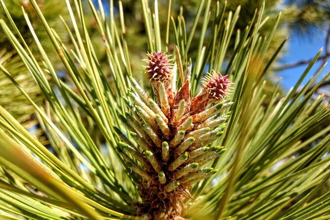 Bryce Canyon E-bike Tour - Meeting Point and Pickup