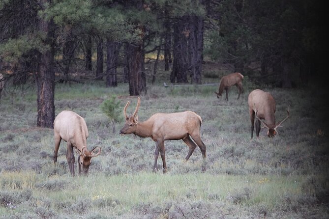 Bryce Canyon E-bike Tour - Exploring Bryce Canyon by E-bike
