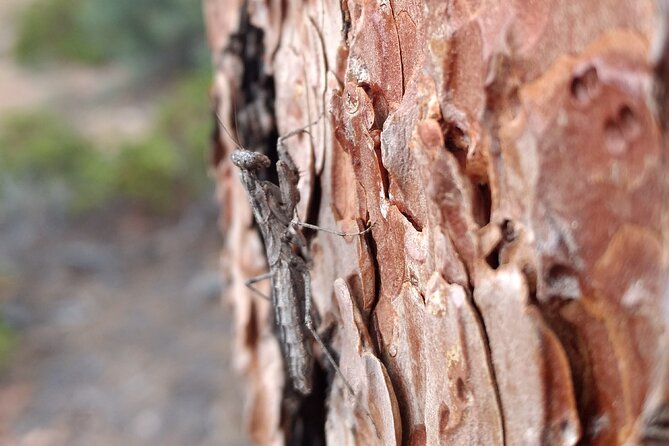 Bryce Canyon E-bike Tour - Wildlife Observation Opportunities