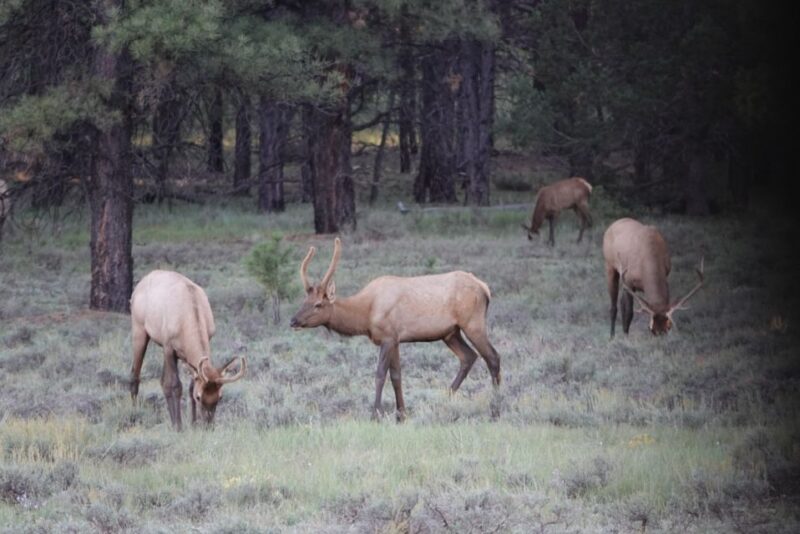 Bryce Canyon National Park: Guided E-Bike Tour - Who Should Seek Out This Tour?