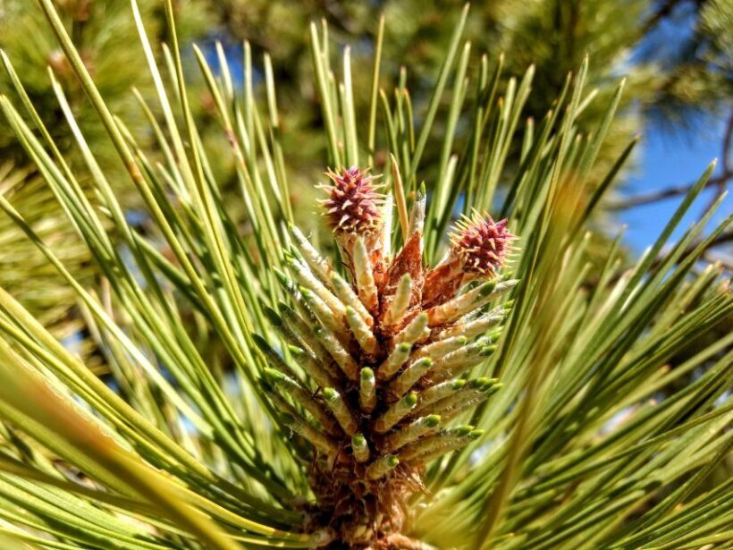 Bryce: Guided Sightseeing Tour of Bryce Canyon National Park - FAQs
