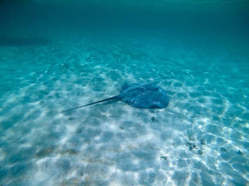 Buccoo Reef and Nylon Pool Adventure - Introduction