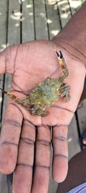 Buccoo Reef and Nylon Pool Adventure - Detailed Review of Each Stop