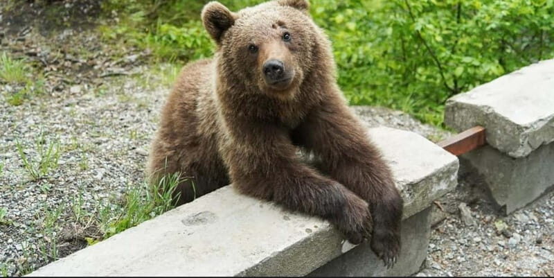 Bucharest: Bears Safari on Top Gear Road Transfagarasan - Key Points