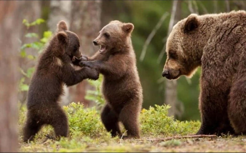 Bucharest: Bears Safari on Top Gear Road Transfagarasan - The Sum Up