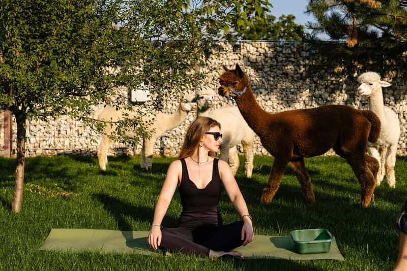 Bucharest: Day Trip at the The Tribe Alpaca Retreat - Key Points