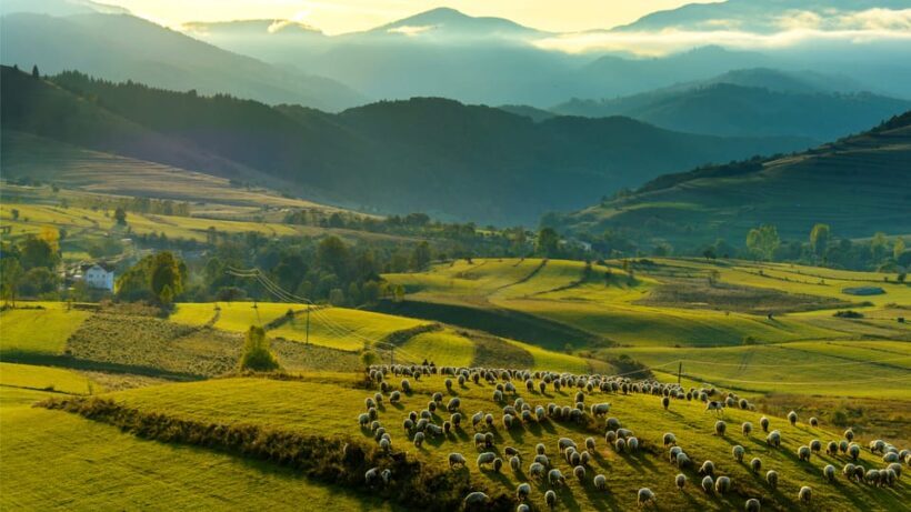 Bucharest: Dracula's Castle, Pele Castle & Braov Day Trip - In Summary