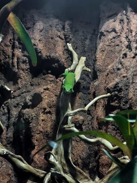Bucharest: Reptiland Bucharest Entry Ticket - FAQ