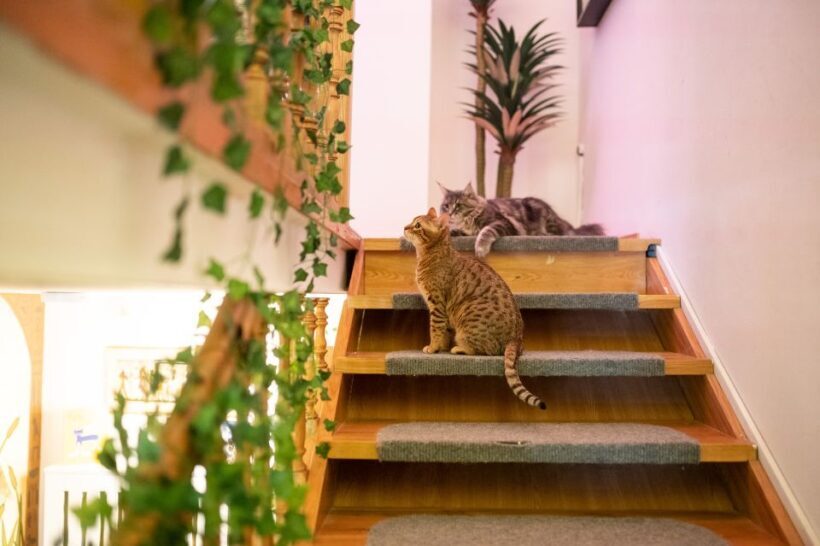 Budapest: Cat Museum Budapest Entry Ticket - FAQ