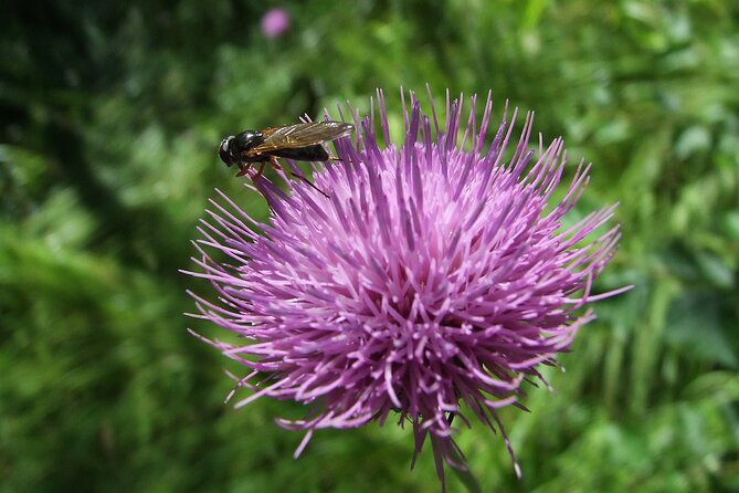 Budapest Hike to Visegrád Castle w or wo Sauna/Danube beach - Final Thoughts